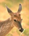 Do You Know Your Antler Terminology? - North American Outdoors