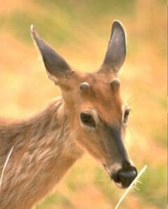 Do You Know Your Antler Terminology? - North American Outdoors