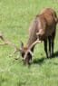 Do You Know Your Antler Terminology? - North American Outdoors