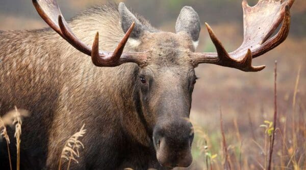 Do You Know Your Antler Terminology? - North American Outdoors