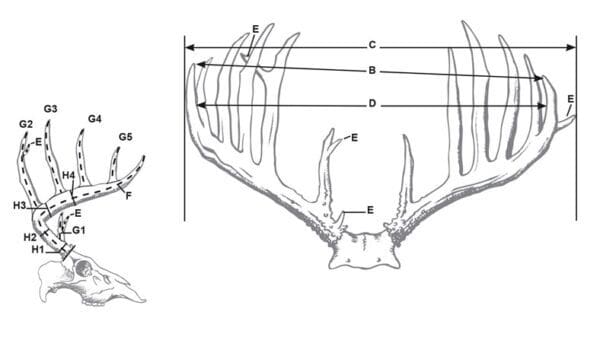 How to Measure Your Trophy - North American Outdoors