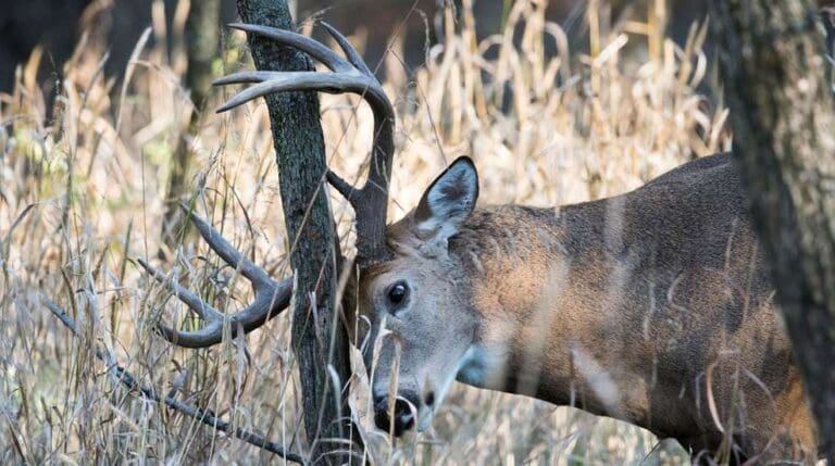 Planning Your Deer Hunt: Know the Signs - North American Outdoors