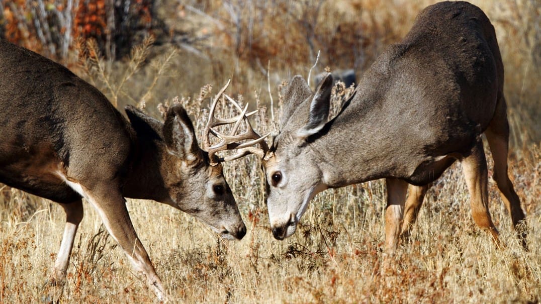 The Art of Rattling - North American Outdoors